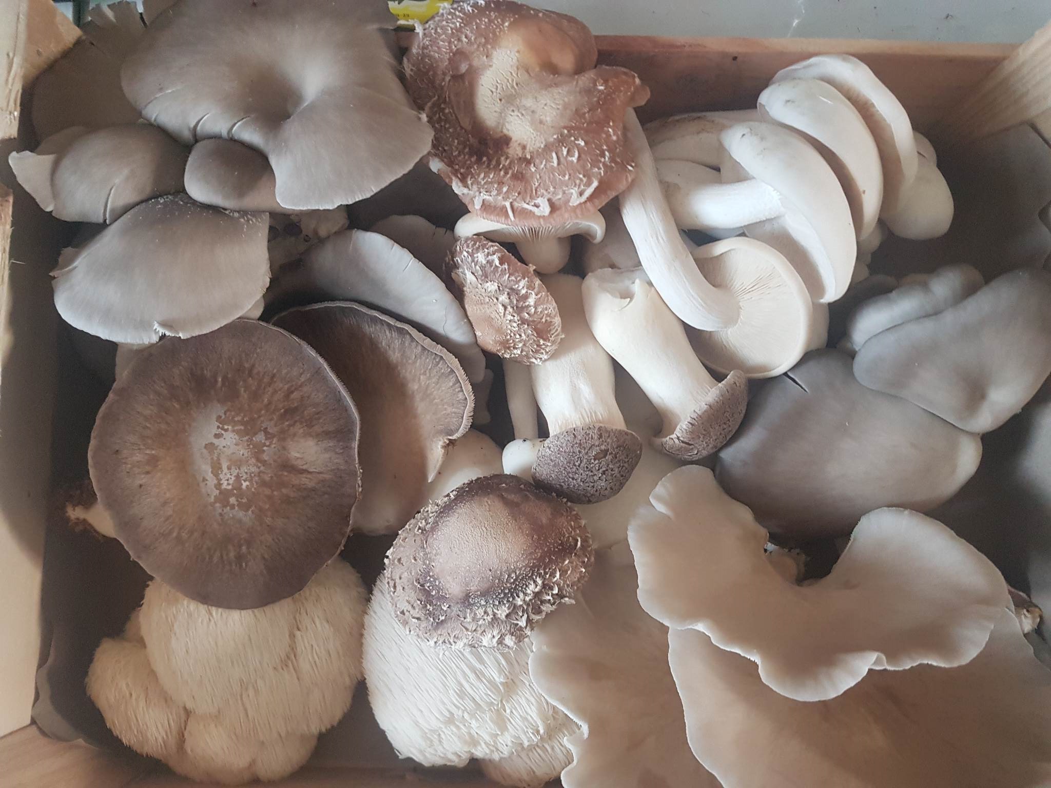 Le mycelium - LES CHAMPIGNONS DE SAINT-BAUDEL